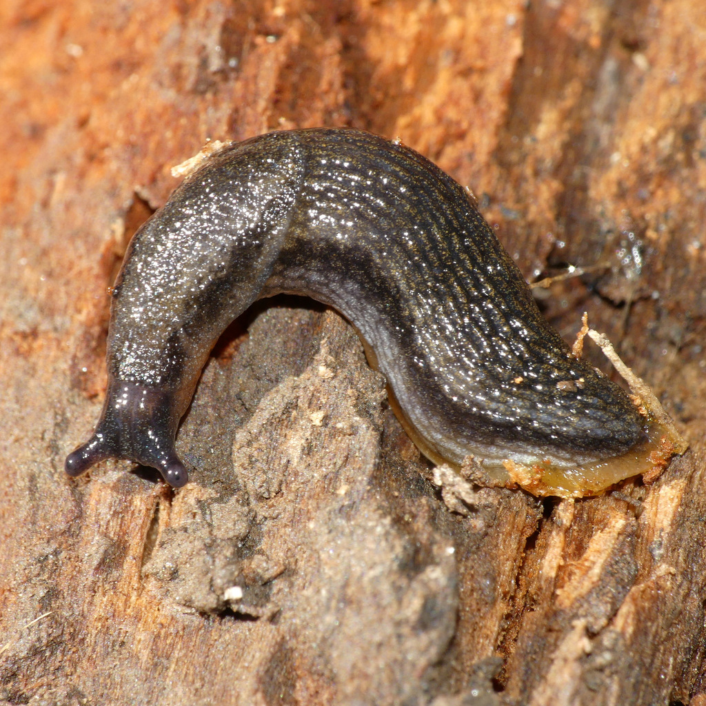 Limace des jardins (Guide de la biodiversité de la Colline du Roule ...