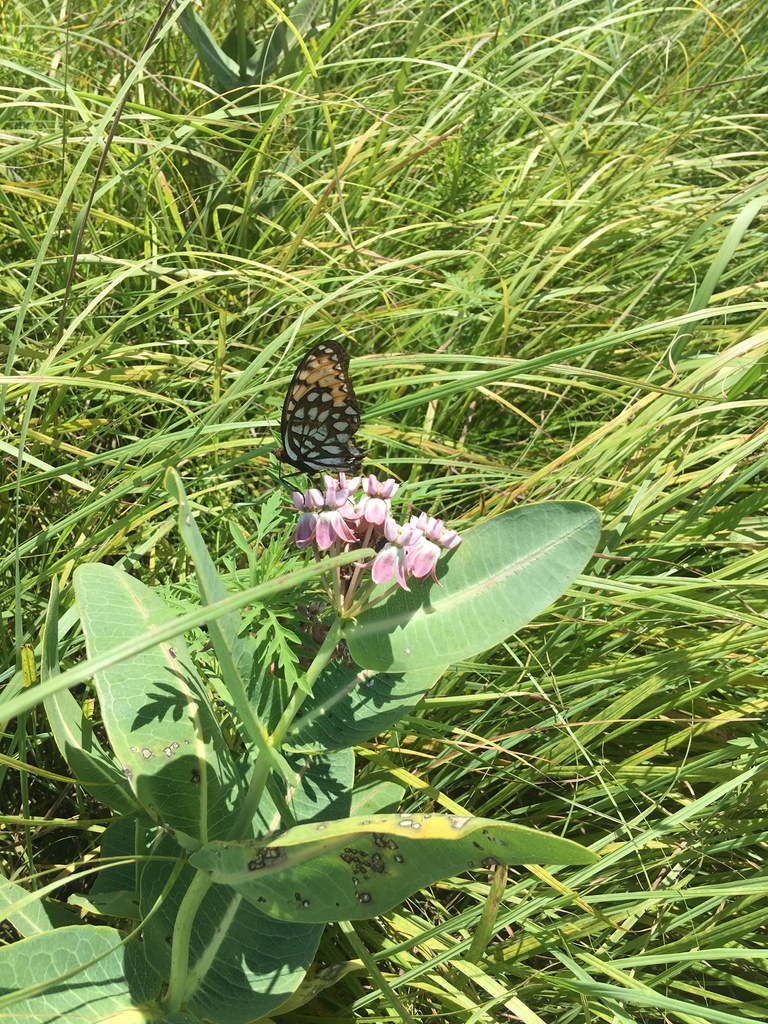 Regal Fritillary in July 2019 by Emily Geest · iNaturalist