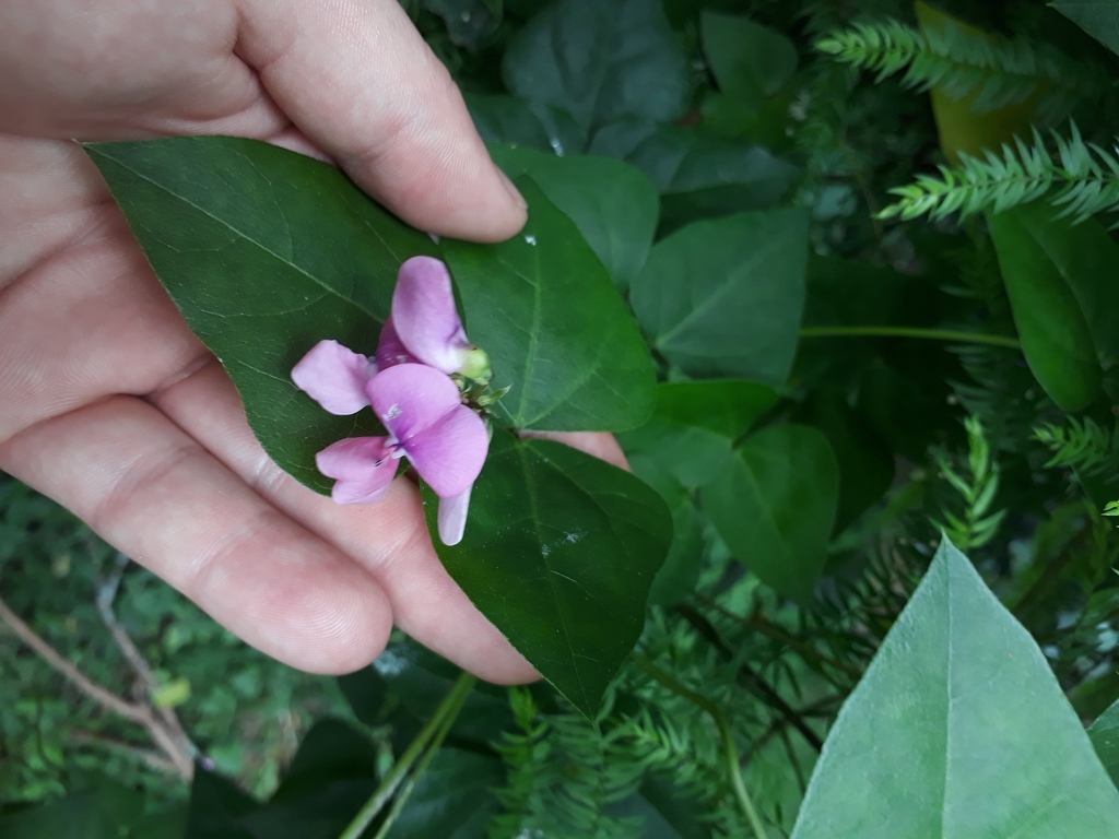 Okie bean from Mount Albert, Auckland, New Zealand on November 1, 2017 ...