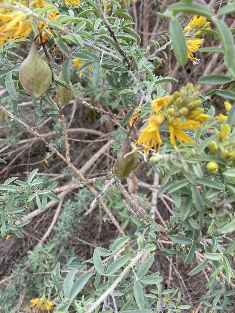 Bladderpod from Linda Vista, San Diego, CA, US on March 07, 2021 at 10: ...