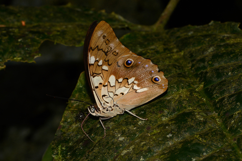 Subspecies Prepona pylene eugenes · iNaturalist