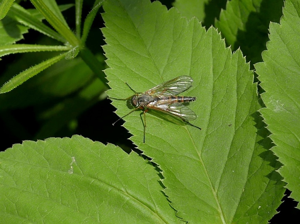 Rhagio from Puławy, Polska on May 04, 2019 at 09:42 AM by Ewa Rauner ...