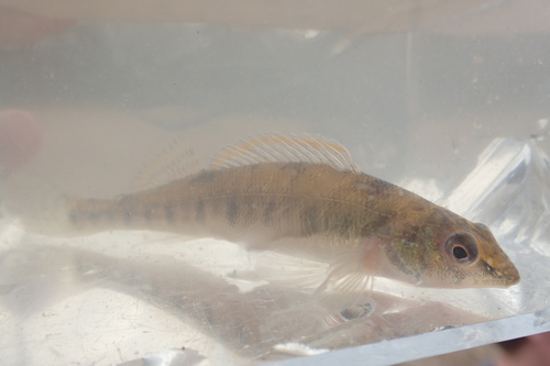 Gulf Logperch (Freshwater fish of Mississippi) · iNaturalist