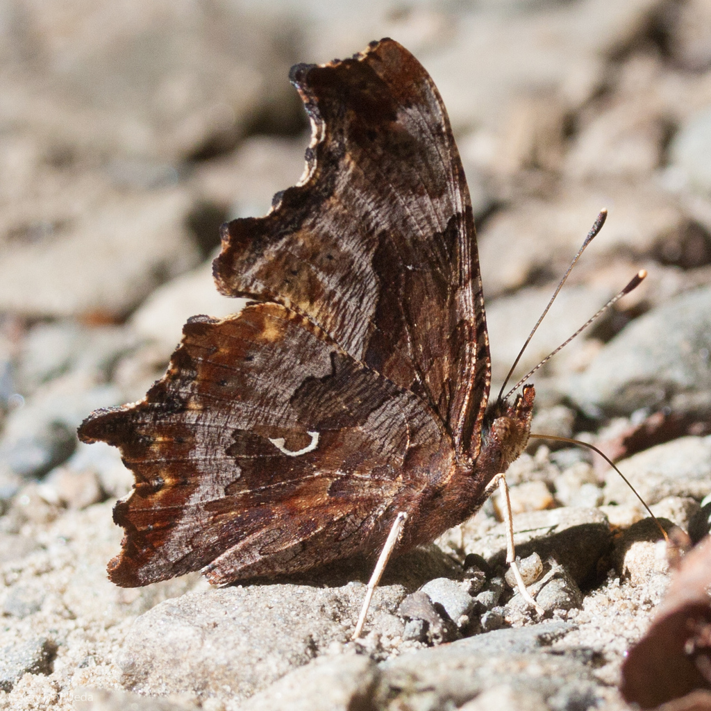 Eastern Comma (Minute Man National Historical Park Butterfly Guide 🦋 ...