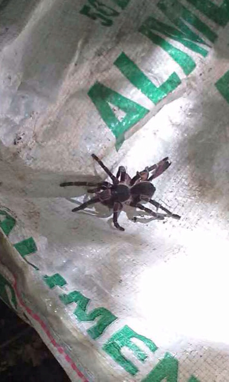 Common Puerto Rican Brown Tarantula from 00725, Caguas, PR, US on ...