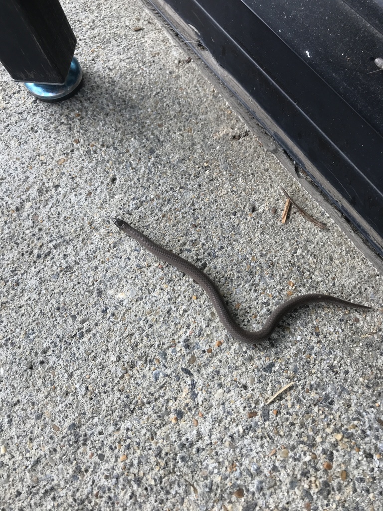 Eastern Worm Snake from Parkbrooke Dr, Woodstock, GA, US on March 12 ...