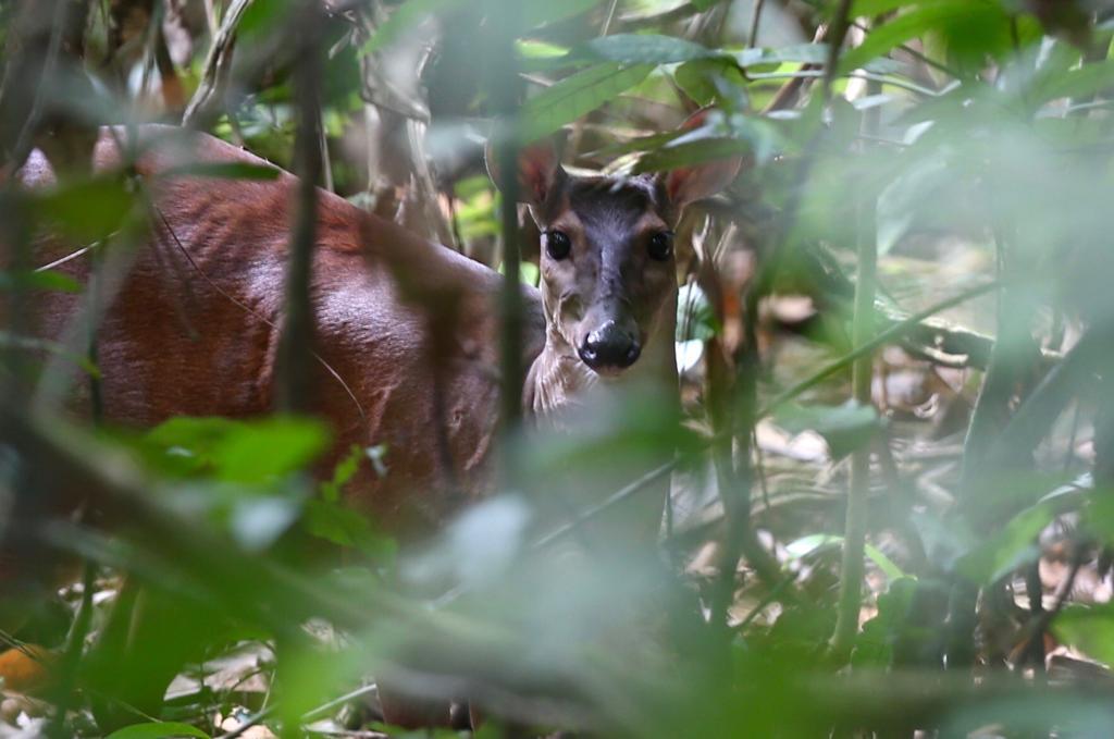 Common Red Brocket from Berbice Oriental-Courantyne, Guyana on August ...