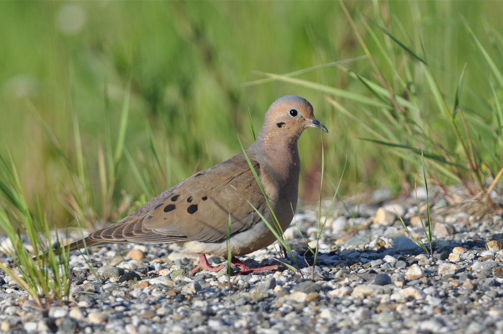 Mourning Dove from Stikine Region, BC, Canada on June 23, 2011 at 07:13 ...
