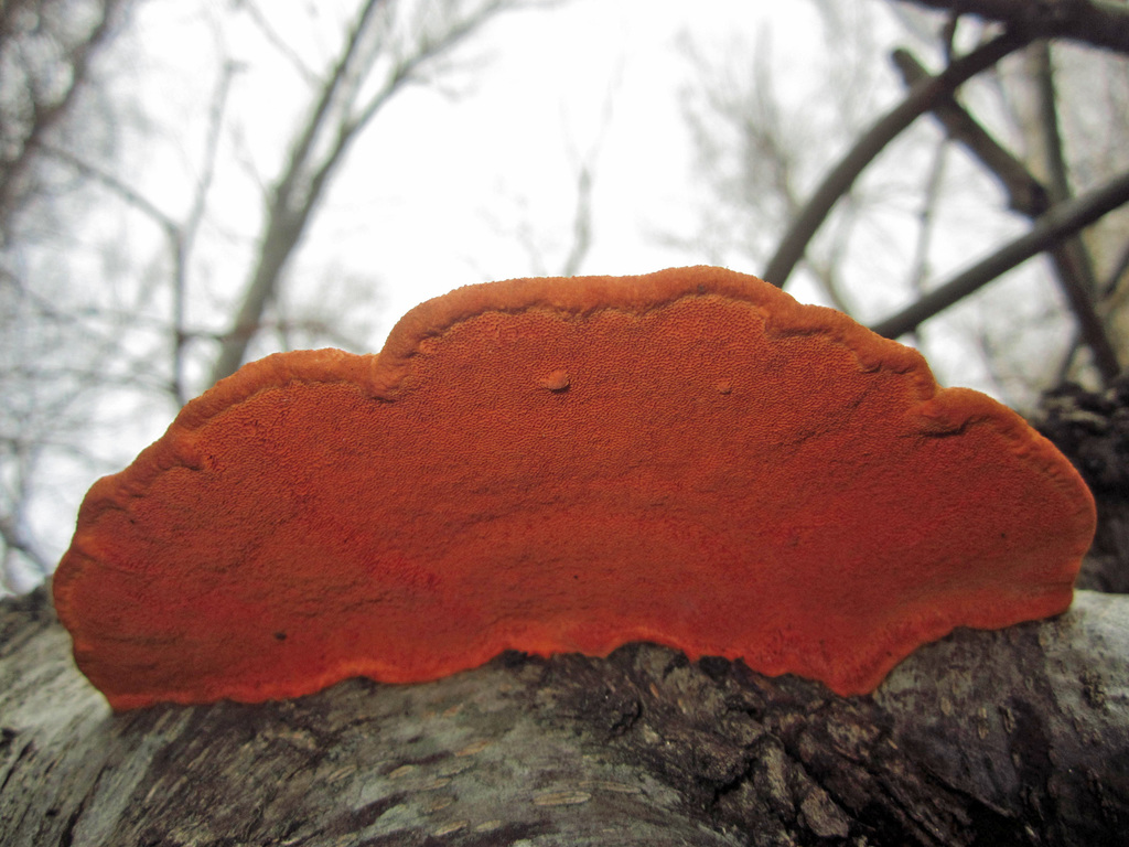 Northern Cinnabar Polypore from Columbia, MD, USA on March 29, 2018 at ...