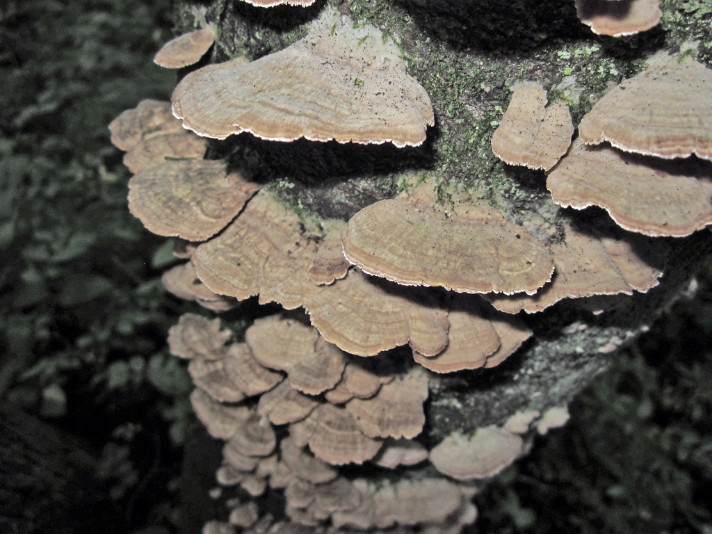 violet-toothed polypore from 12706 Folly Quarter Rd, Ellicott City, MD ...