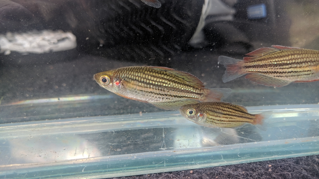 McCulloch's Rainbowfish (Melanotaenia maccullochi) - Marine Life ...
