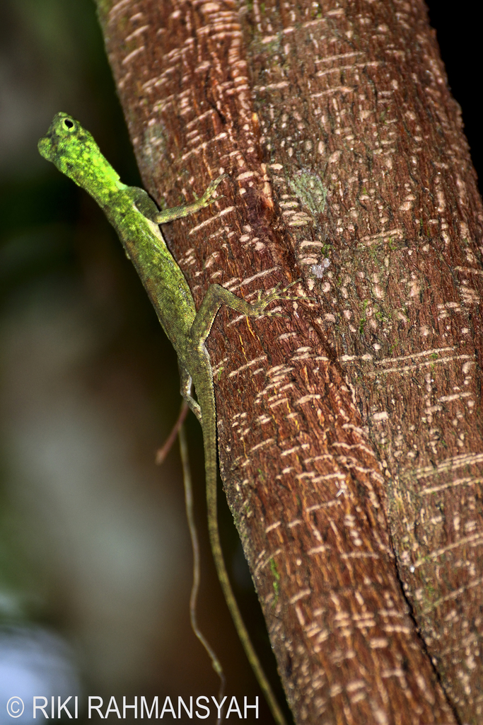 Lined Flying Dragon (Draco modiglianii) - Snakes and Lizards