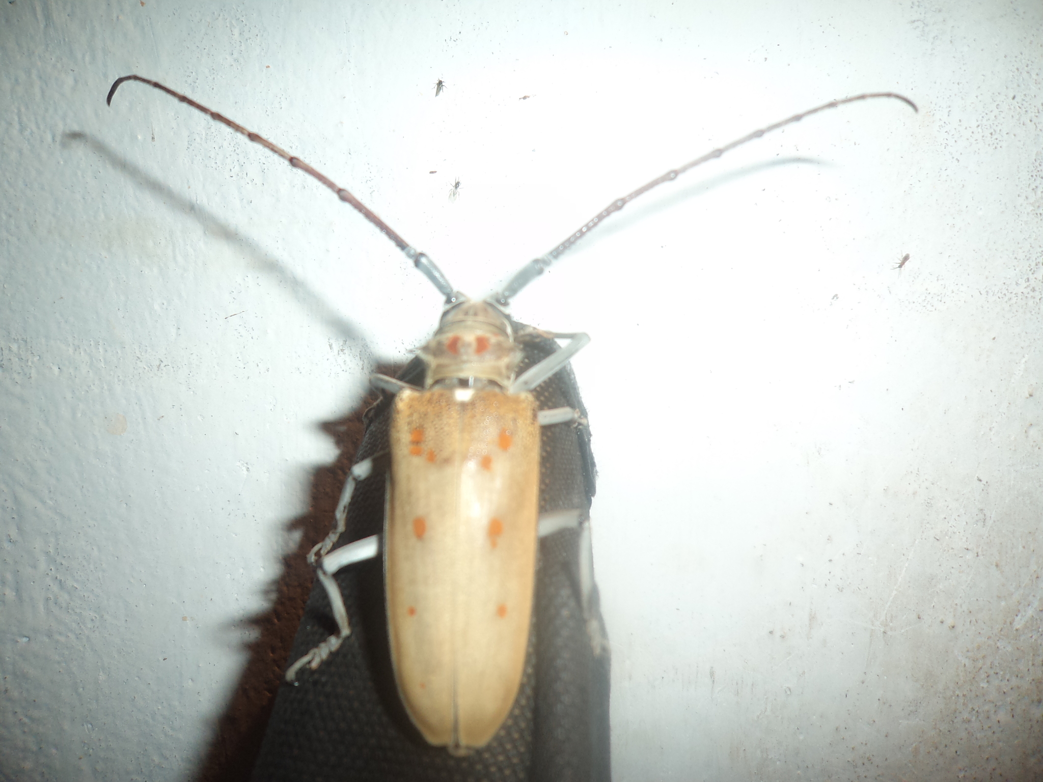Batocera numitor Newman, 1842