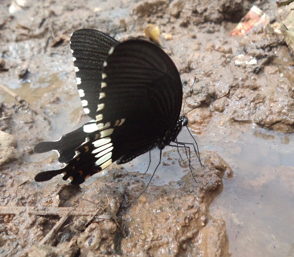 Common Mormon Swallowtail from Pujariguda, Odisha 764070, India on ...