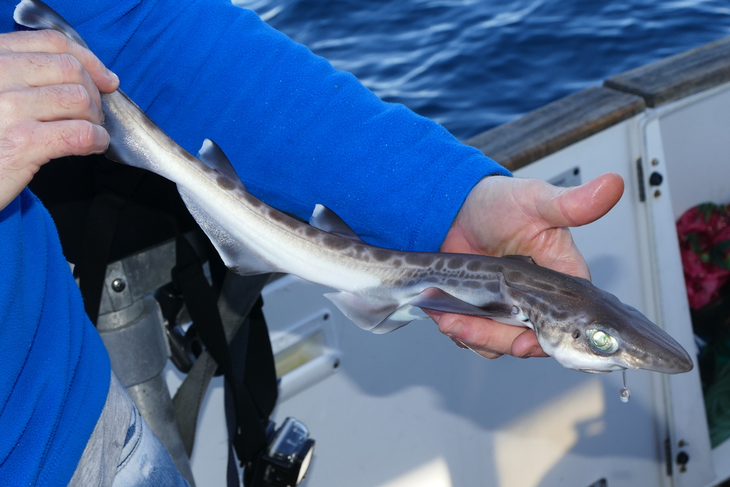 Blackmouth Catshark (Galeus melastomus) - Marine Life Identification