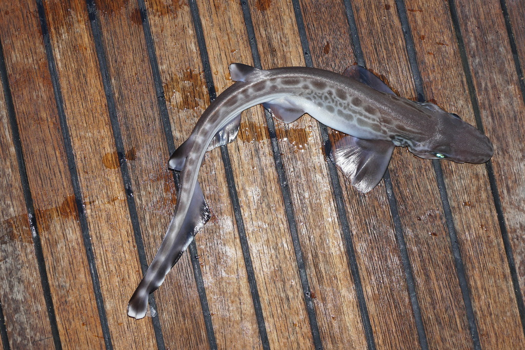 Blackmouth Catshark (Galeus melastomus) - Marine Life Identification