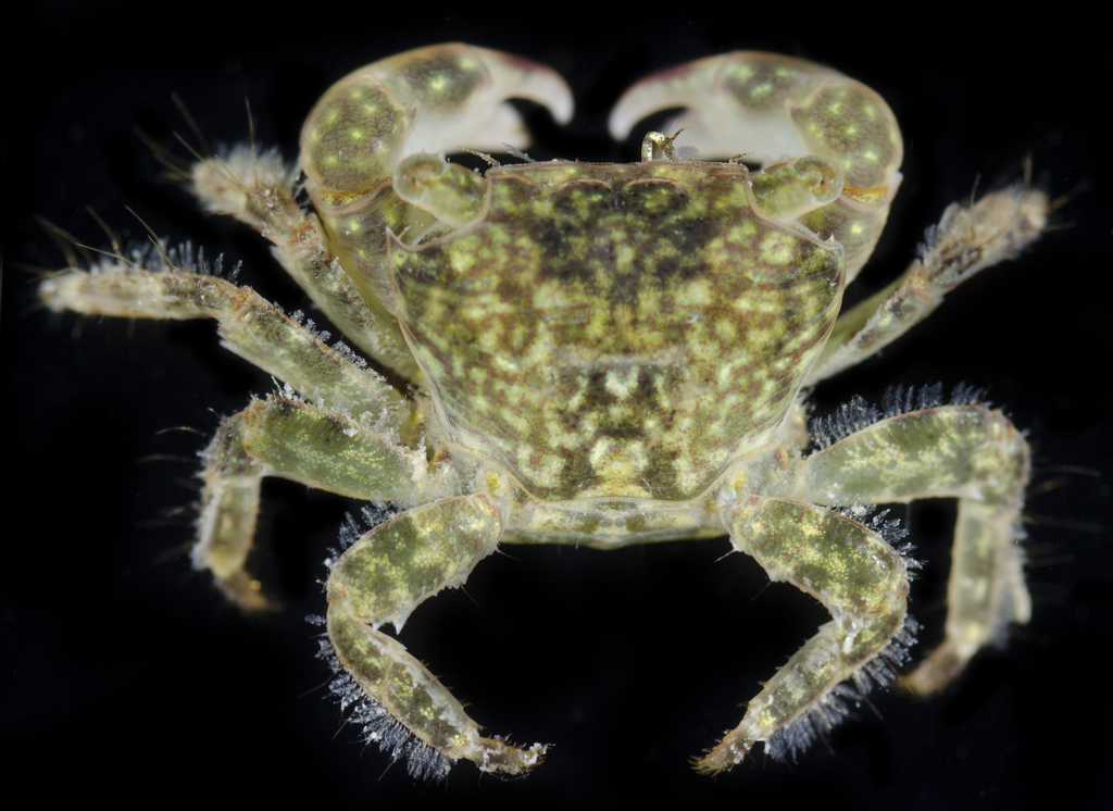 Tiny Rock Crab (Decapoda (crabs) of the British Indian Ocean Territory ...