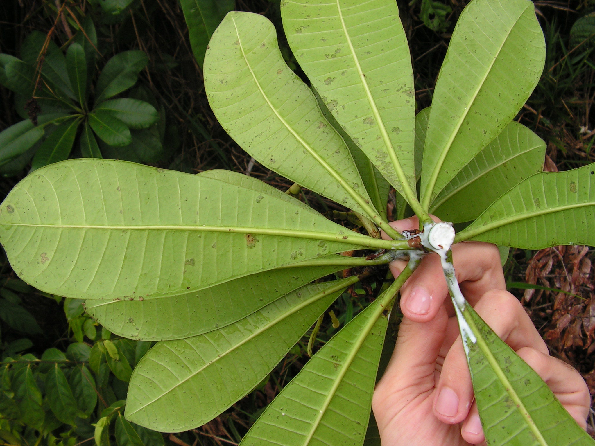 Himatanthus bracteatus (A.DC.) Woodson
