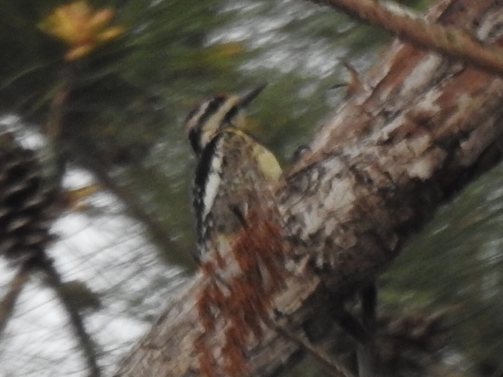 Yellow-bellied Sapsucker from Lumberton, TX 77657, USA on March 08 ...