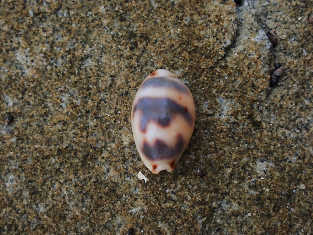 little bear cowrie from Sunshine Coast QLD, Australia on March 12, 2021 ...
