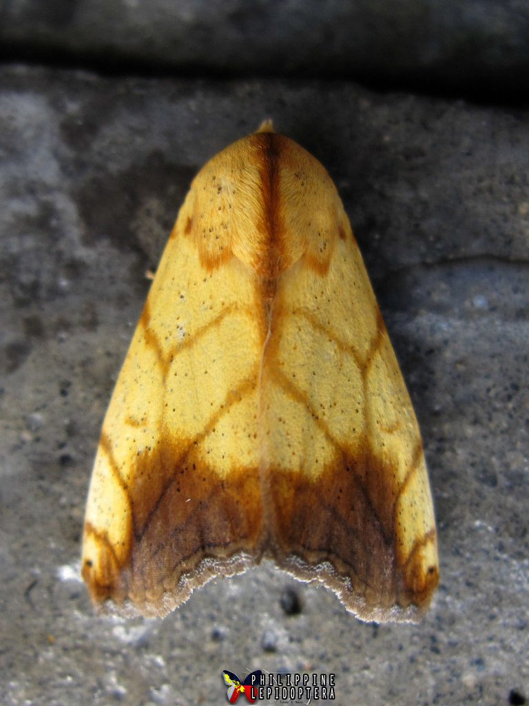 Transverse moth (Lepidoptera of the Sunshine Coast) · iNaturalist