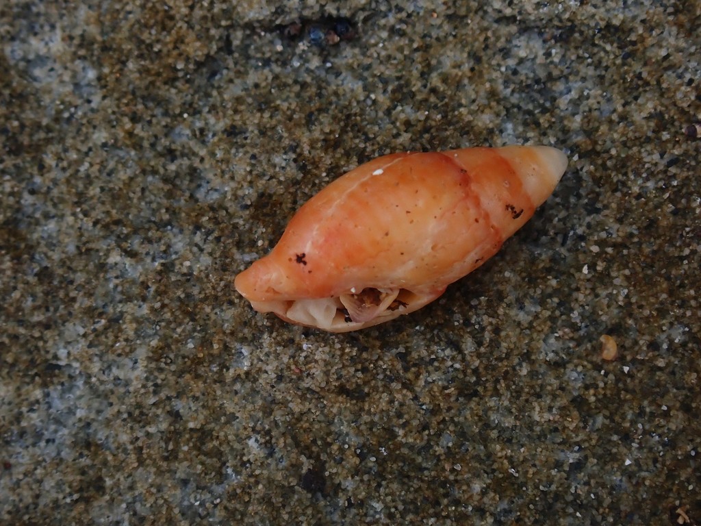 Pseudonebularia fraga from Sunshine Coast QLD, Australia on March 12 ...