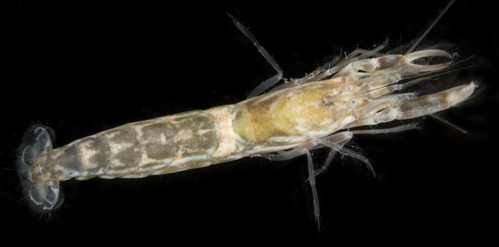 Alpheus rapacida from Kaneohe Bay, Patch Reef 14 on June 1, 2017 by ...