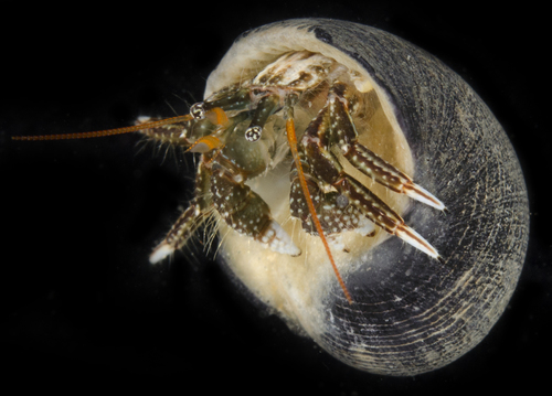 Zebra Hermit Crab (Clibanarius zebra) · iNaturalist United Kingdom