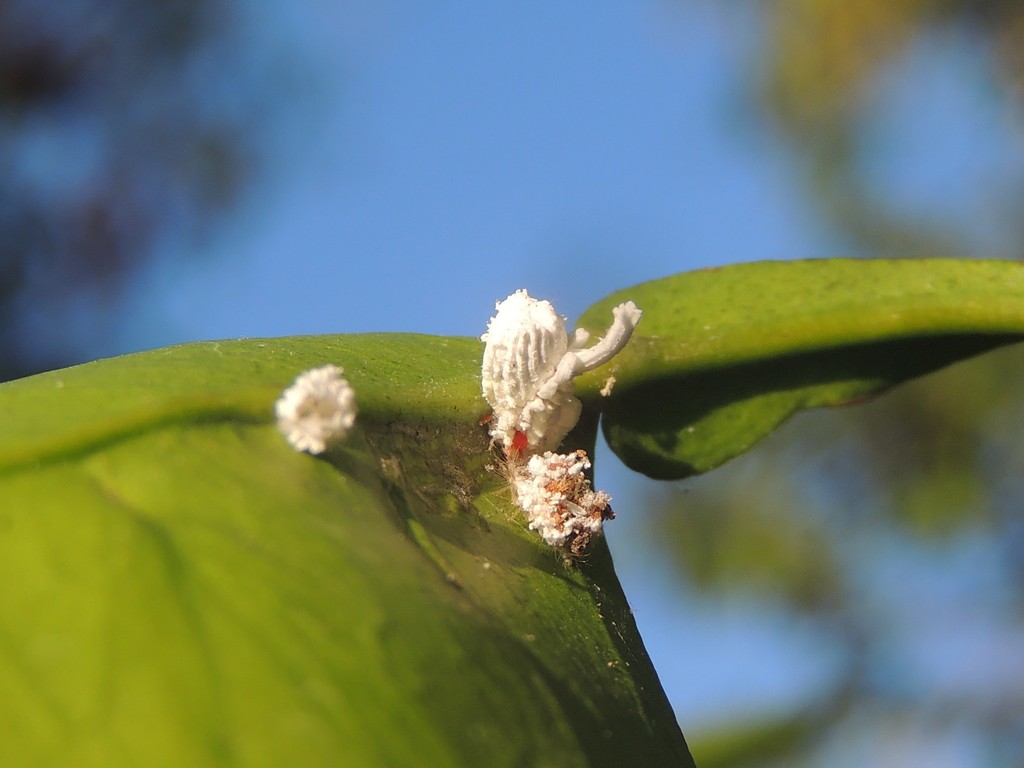 Giant Scale Insects from Purires, San José, Atenas, Costa Rica on March ...