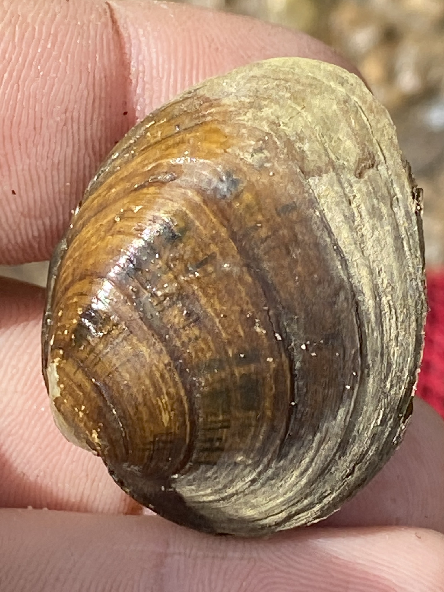 Fusconaia cor (Conrad, 1834)