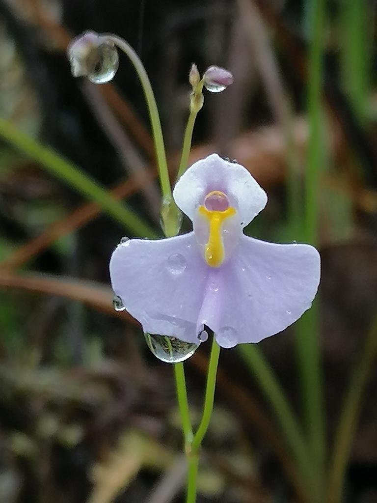(Utricularia panamensis) - Botanical Realm