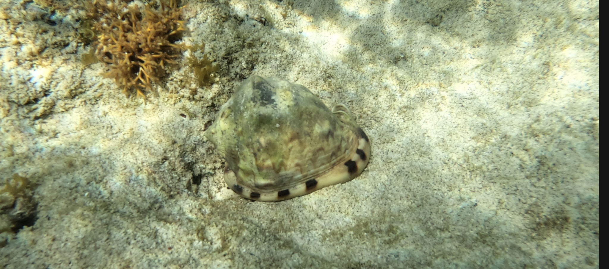 Cassis flammea (Linnaeus, 1758)