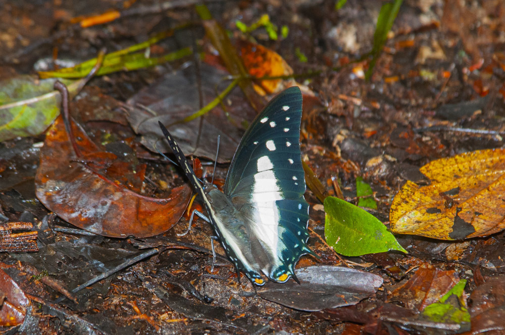 Polyura jupiter from Kaimana Regency, West Papua, Indonesia on March 25 ...