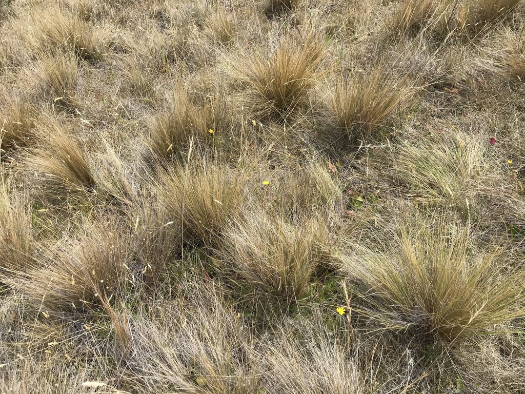 Hard Tussock from Queenstown Lakes, Luggate, Otago, NZ on March 12 ...