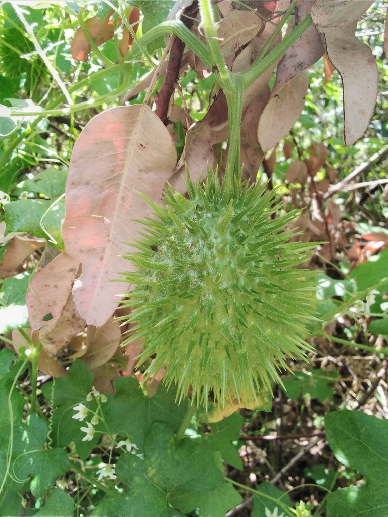 Chilicothe from Maple Canyon Trail on March 12, 2021 at 12:52 PM by ...