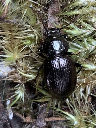 Adelium licinoides · iNaturalist
