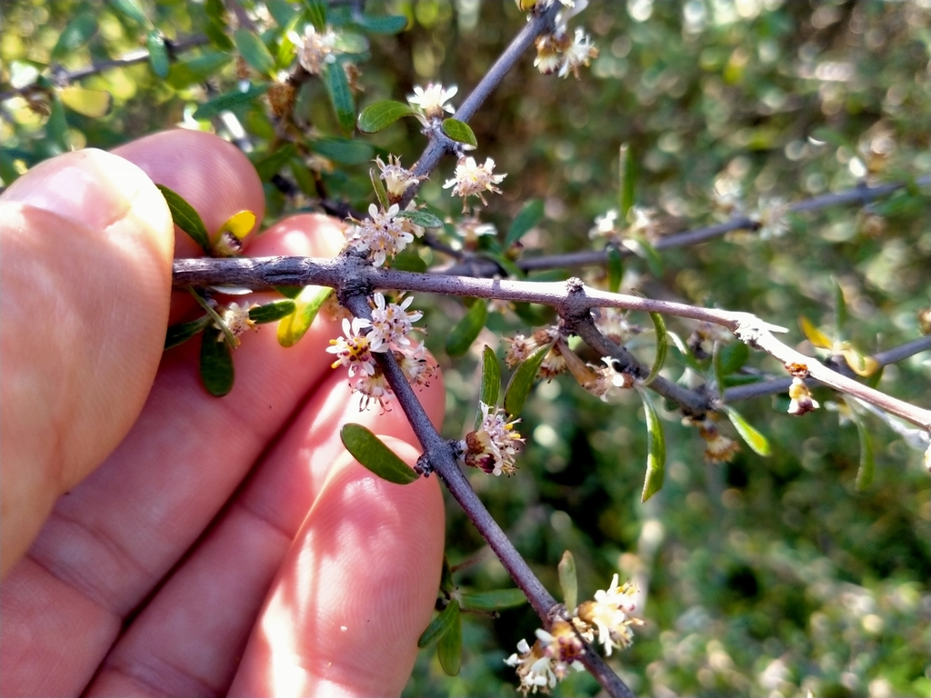 Olearia odorata from Nevis, New Zealand on March 12, 2021 at 12:34 PM ...
