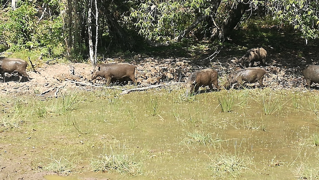 Sri Lankan Wild Boar (Sus scrofa affinis) - Know Your Mammals