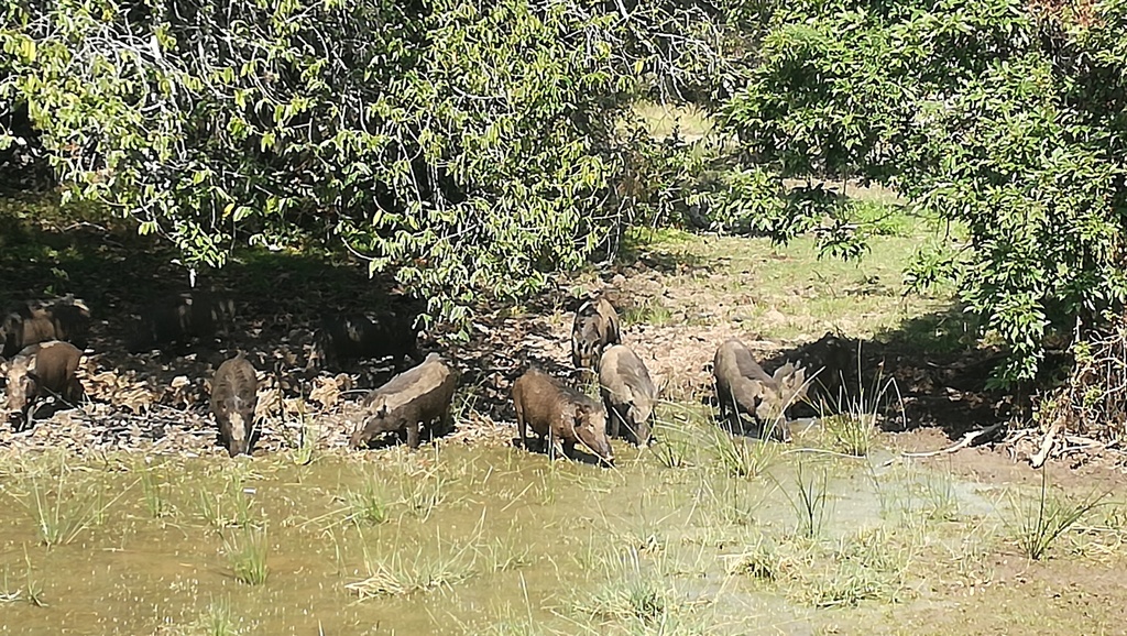 Sri Lankan Wild Boar (Sus scrofa affinis) - Know Your Mammals