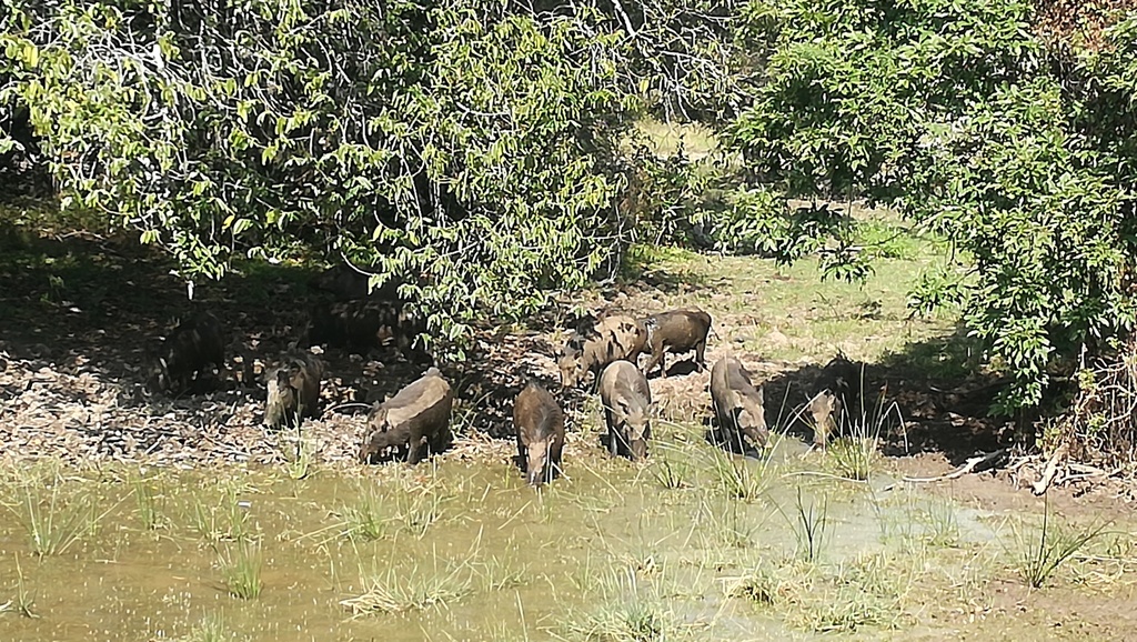 Sri Lankan Wild Boar (Sus scrofa affinis) - Know Your Mammals