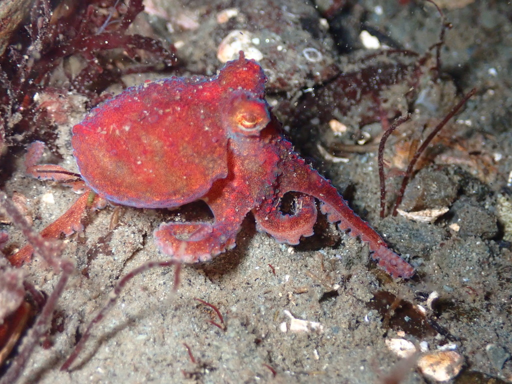 East Pacific Red Octopus from Nanaimo, BC, Canada on 24 February, 2021 ...