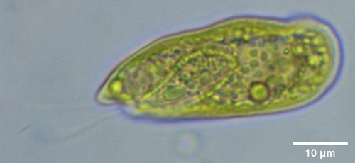 Cryptomonas platyuris · iNaturalist