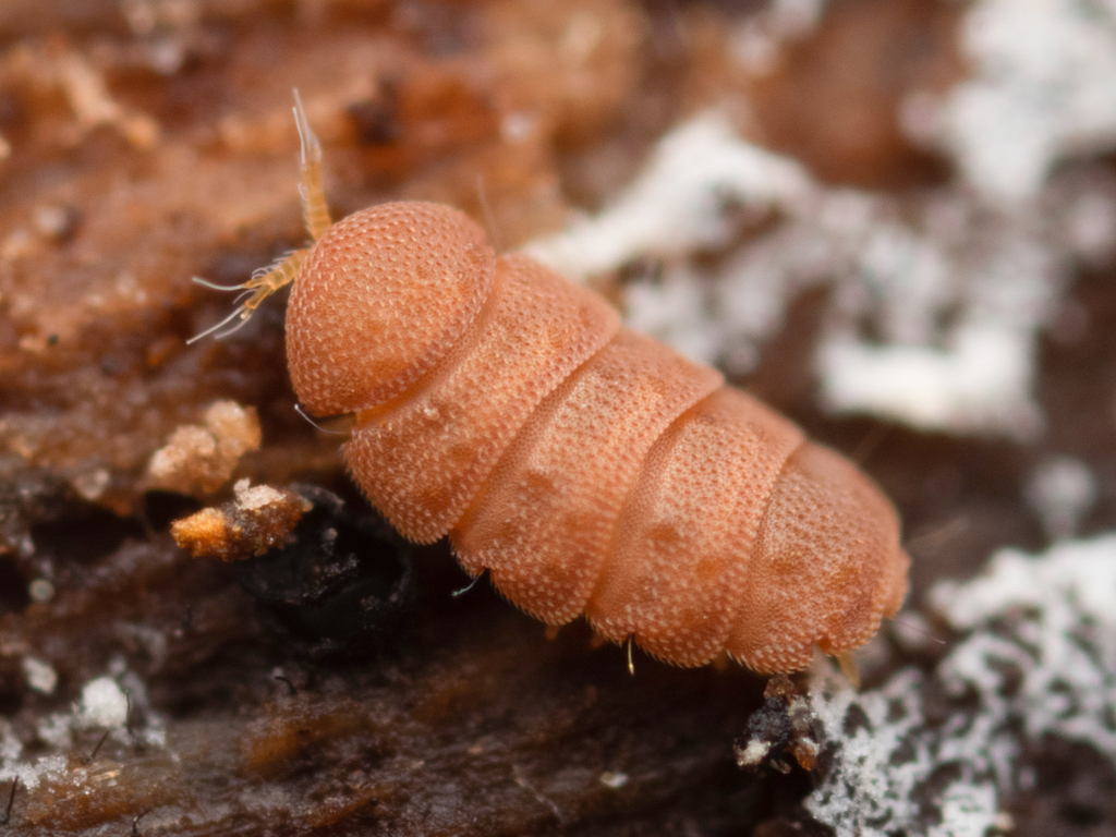 Eurypauropus (Arthropods of Long Branch/Glencarlyn Park) · iNaturalist