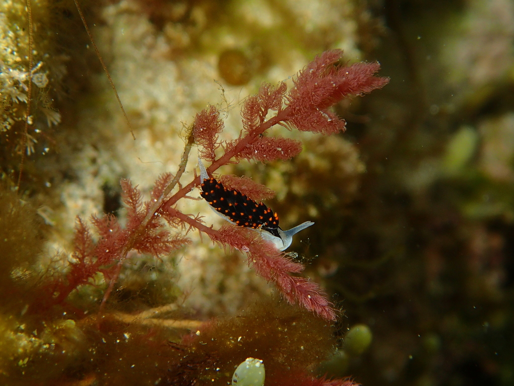 Boodlea Sapsucker from Victoria, Australia on May 18, 2014 at 10:07 AM ...