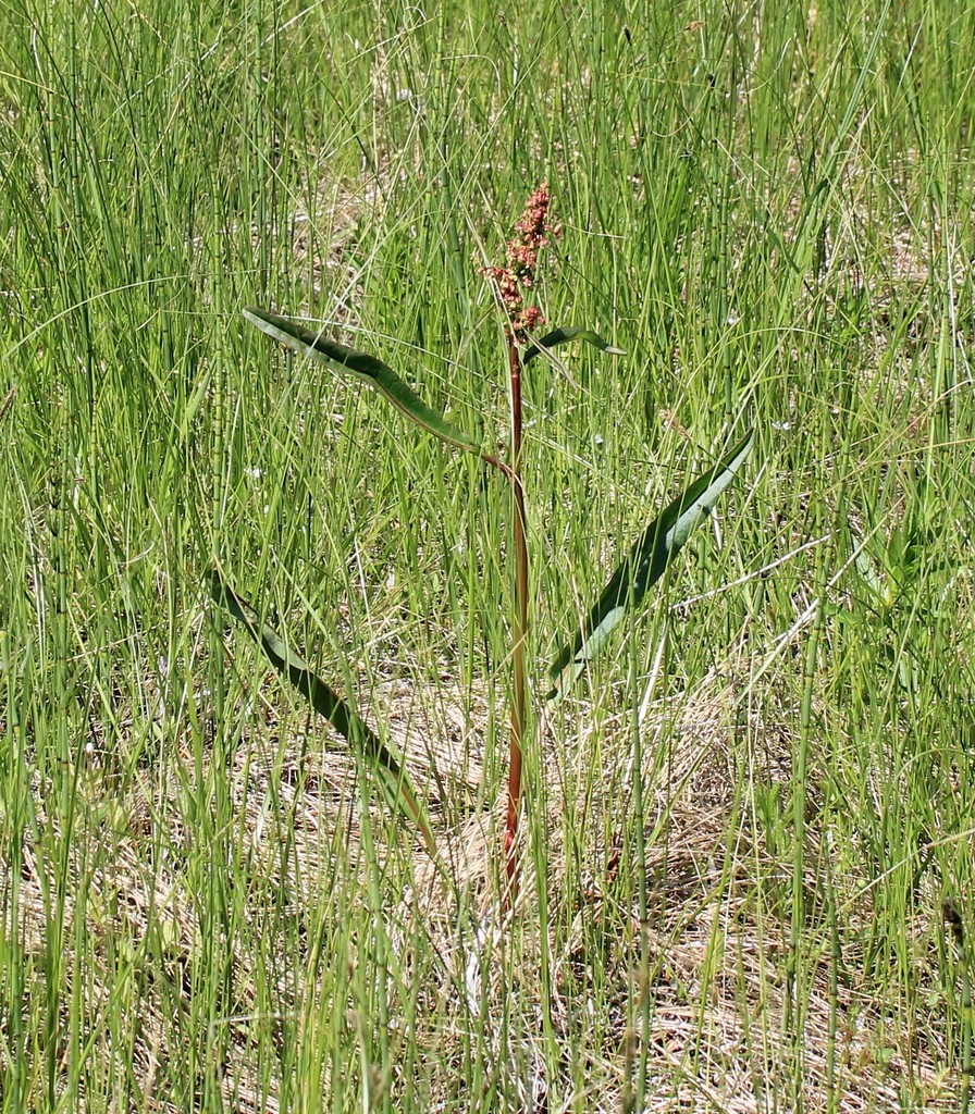 Arctic Dock (Rumex arcticus) - Botanical Realm