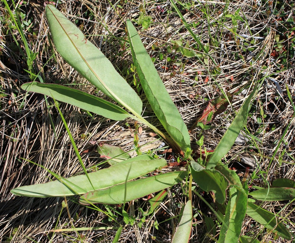 Arctic Dock (Rumex arcticus) - Botanical Realm