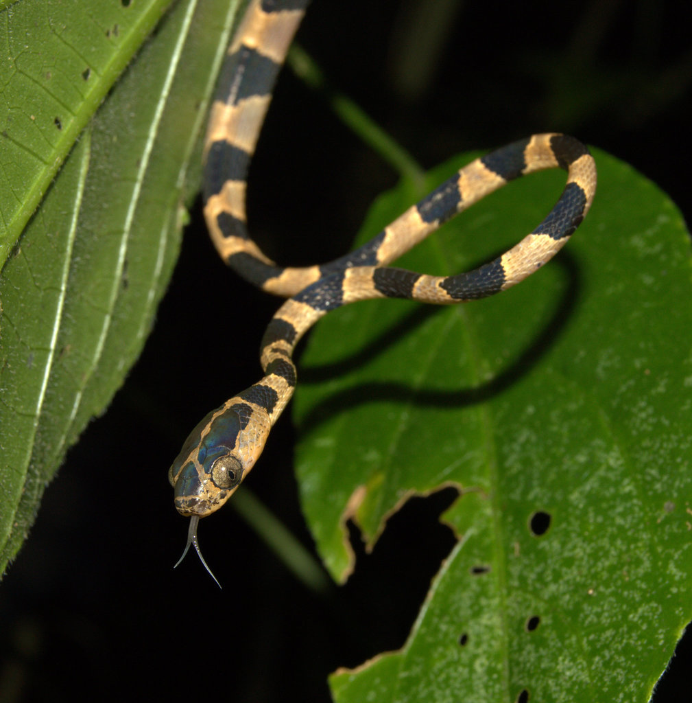 Common Blunt-headed Tree Snake (Imantodes cenchoa) - Snakes and Lizards