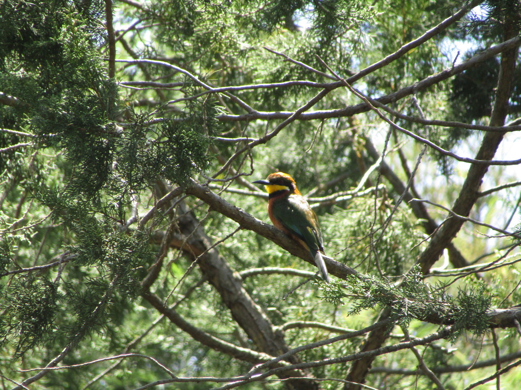 Cinnamon-chested Bee-eater from Kijabe, Kenya on March 13, 2021 at 10: ...