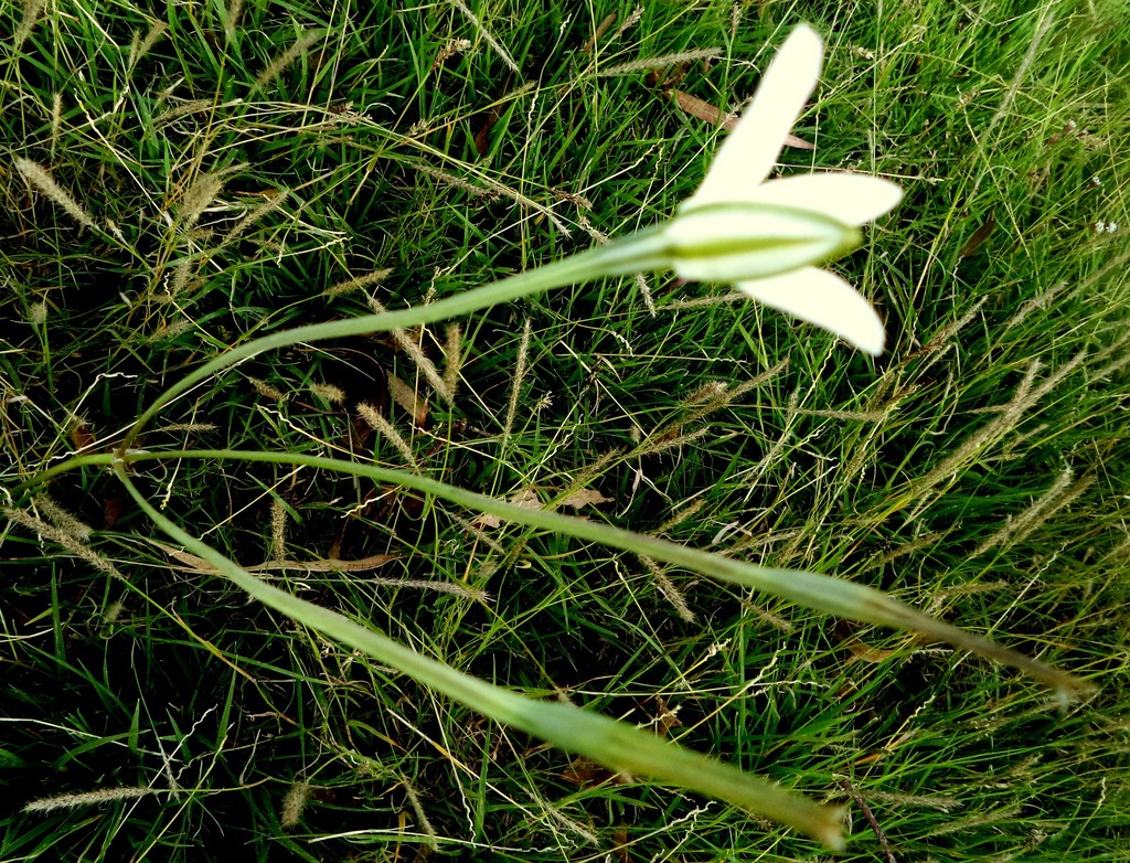 Mexican star (Milla biflora) - Botanical Realm