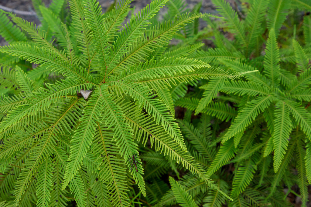 Shiny fan fern from Numinbah Valley QLD 4211, Australia on March 13 ...